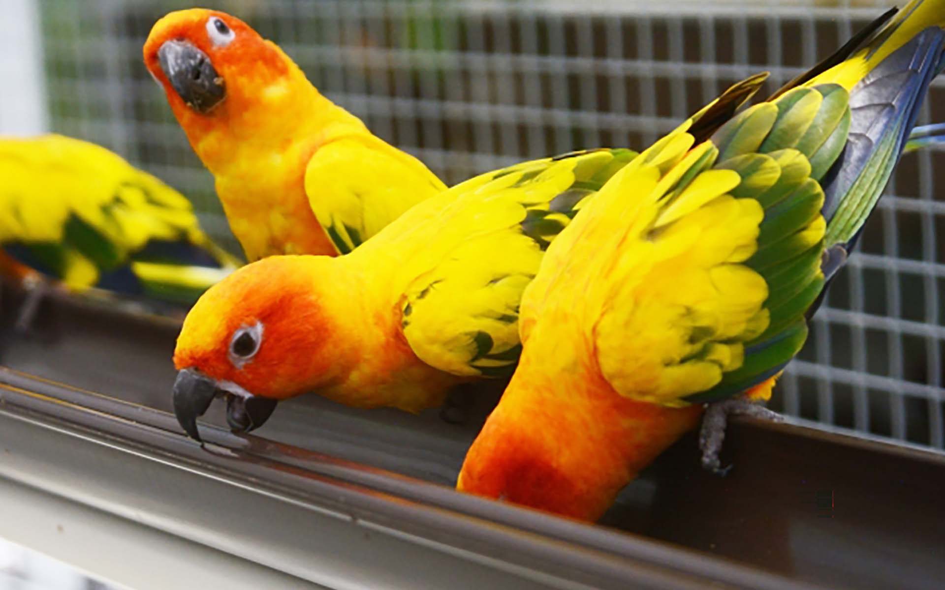 インコは初心者でも飼いやすい？インコの特徴や飼い方とは - COCOペットジャーナル